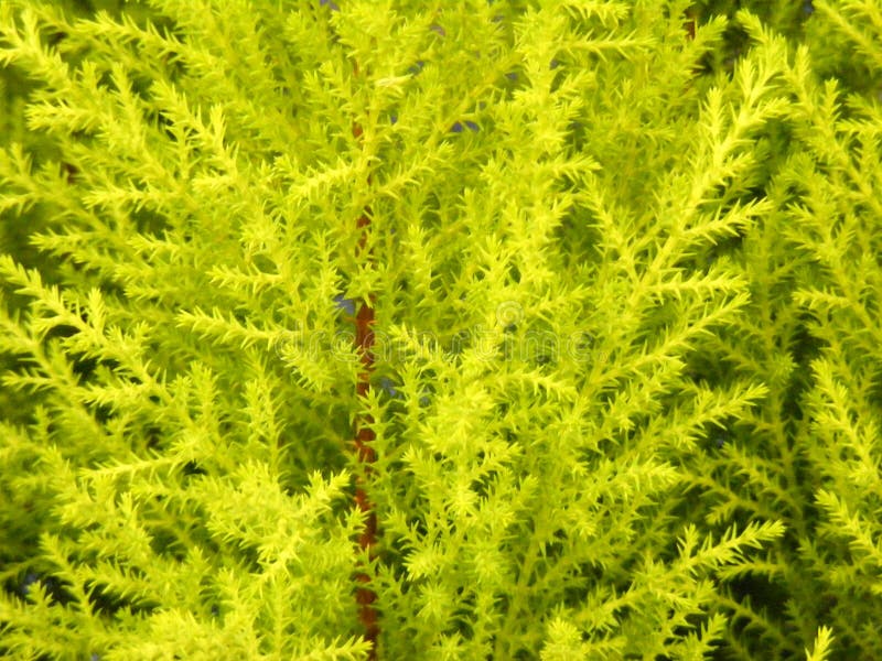 Yellow Thuja Pretty Spring Leaves Background Stock Photo - Image of ...