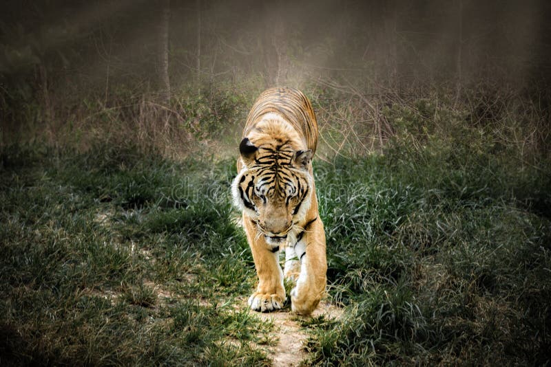 Tiger Crawling Down