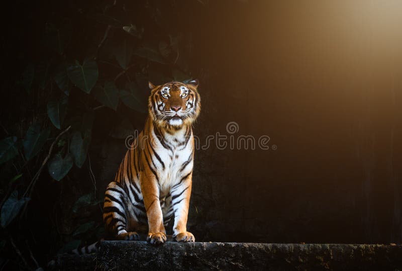Yellow Tiger, the King of Hunter Animal Stock Photo - Image of predator ...