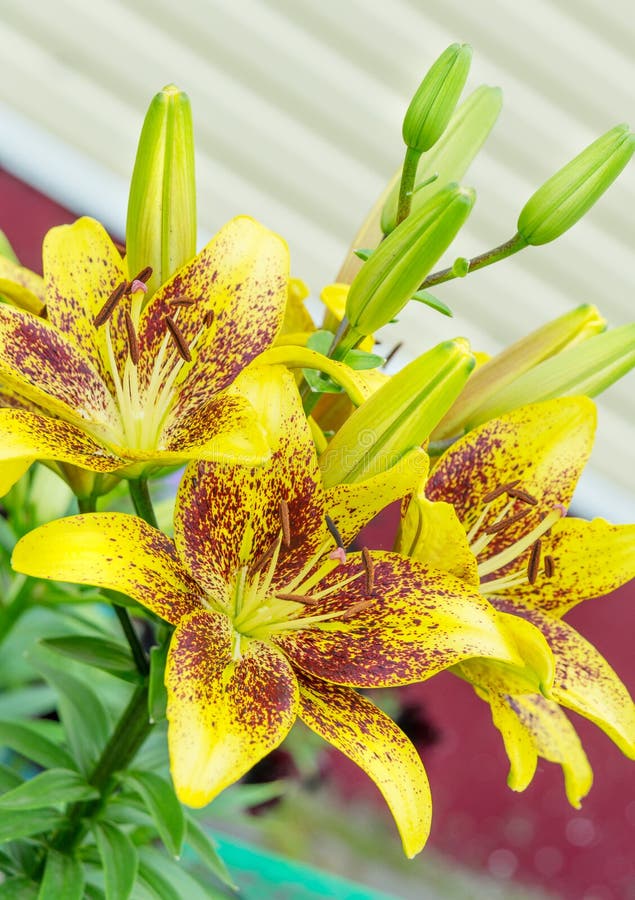Yellow tiger lilies stock image. Image of flowers, outdoors - 56718749
