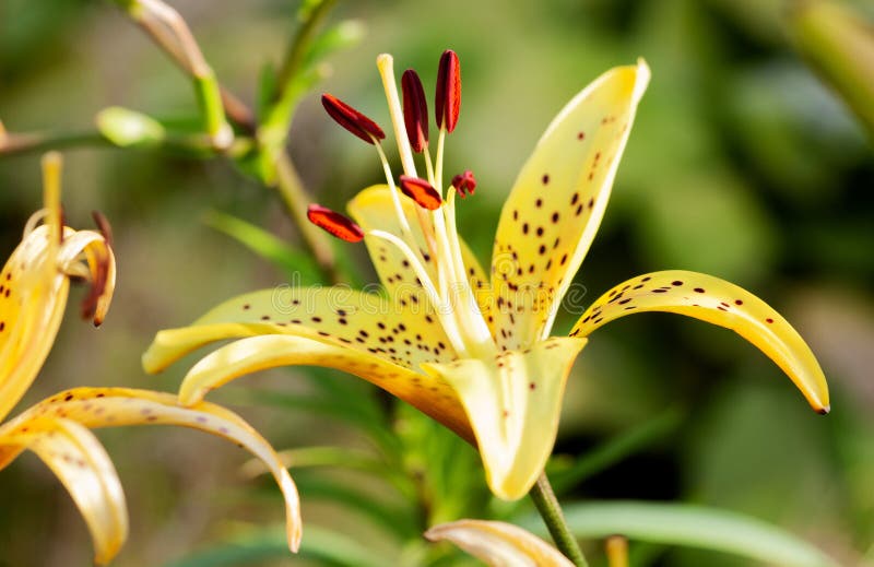 Yellow Tiger Lily Blooms on a Flower Meadow Stock Photo - Image of ...