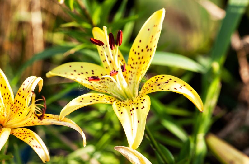 Yellow Tiger Lily Blooms on a Flower Meadow Stock Image - Image of ...