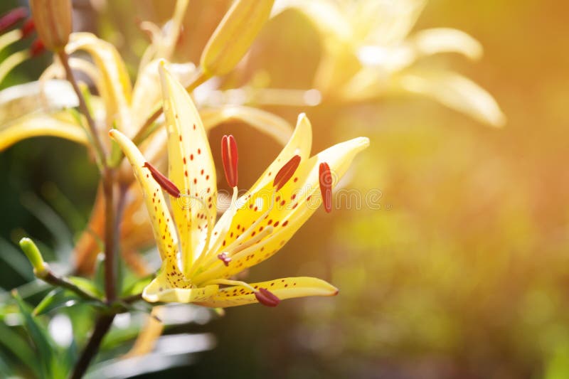 Yellow Tiger Lily Blooms on a Flower Meadow Stock Photo - Image of ...