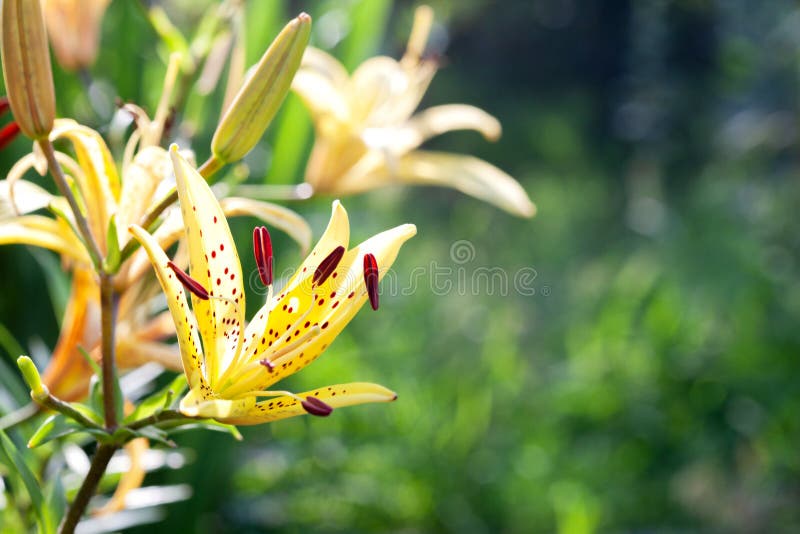 Yellow Tiger Lily Blooms on a Flower Meadow Stock Photo - Image of ...