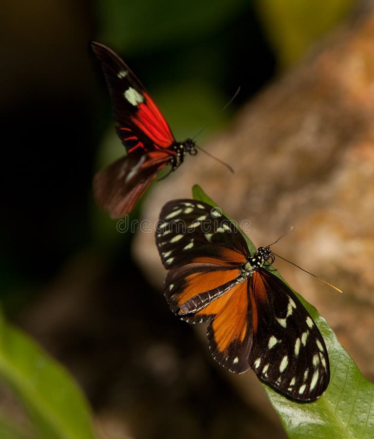 Yellow Tiger Longwing and Red Postman Butterflies Stock Image - Image ...