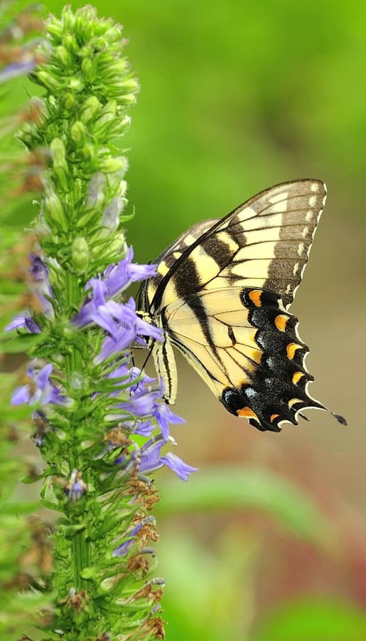 Yellow Tiger Swallowtail stock photo. Image of nature - 41426296