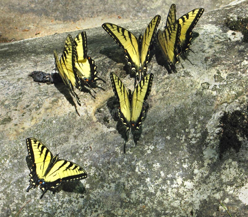 Yellow Tigertail Butterflies Stock Photo - Image of rock, tigertail ...