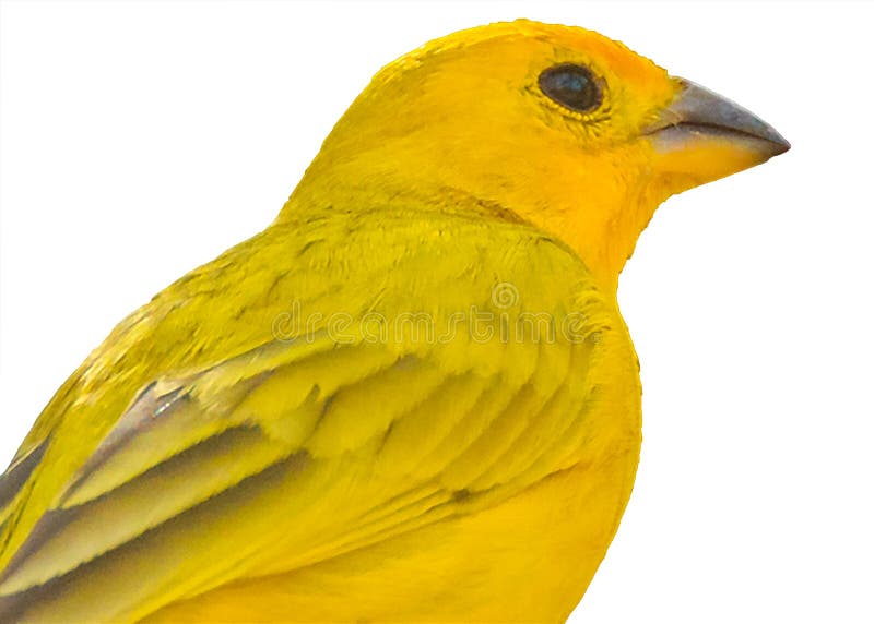 Yellow Tiny Bird Side View Isolated Photo Stock Image - Image of side ...