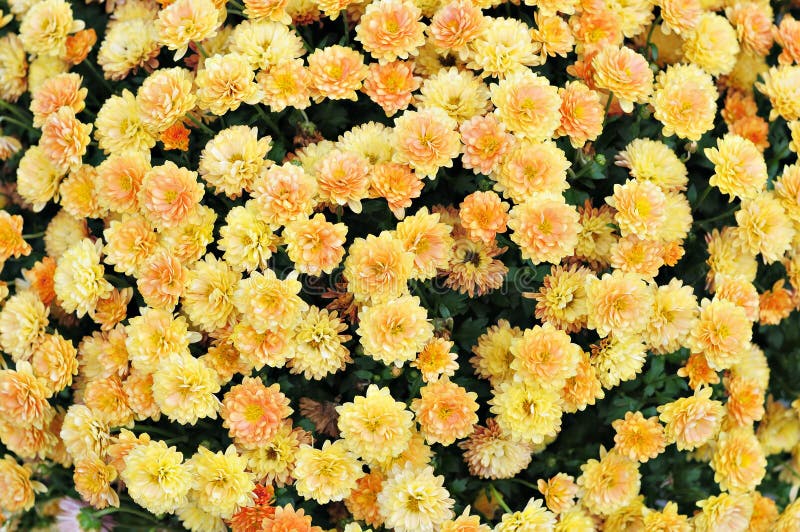 Small Yellow Chrysanthemums Stock Photo - Image of yellow, flowers ...