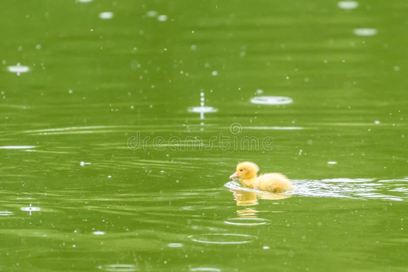 Yellow Tiny Duckling stock image. Image of small, baby - 72557635