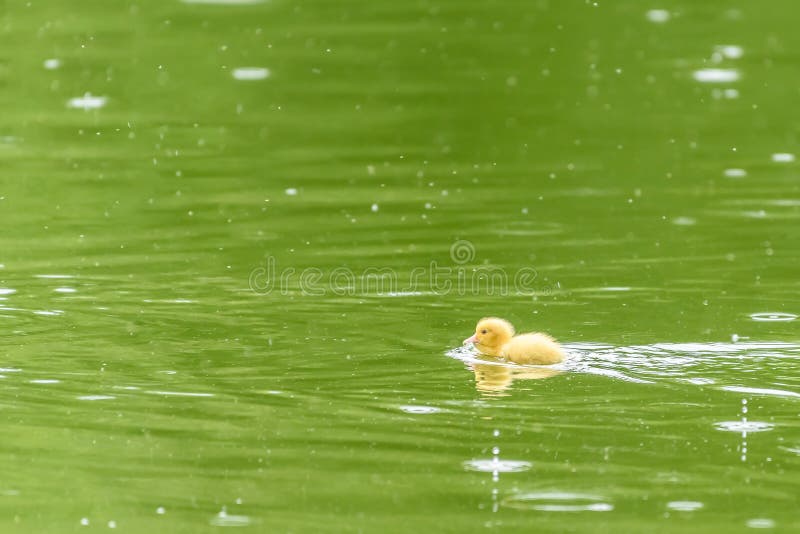 Yellow Tiny Duckling stock image. Image of tiny, baby - 72559425