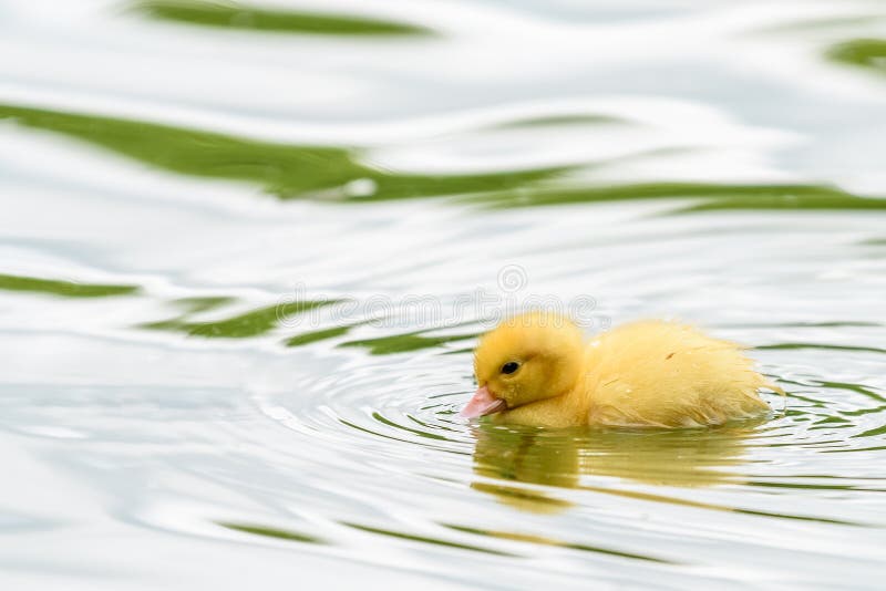 Yellow Tiny Duckling stock image. Image of duckling, adorable - 72559513