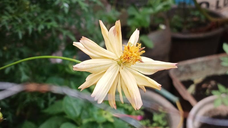 Yellow Tiny Flower and the Garden with Other Plant Stock Image - Image ...