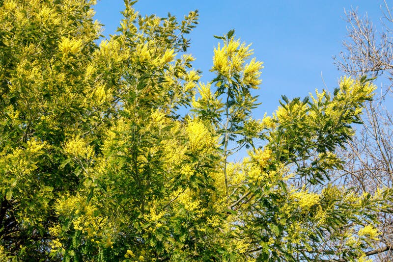 Yellow Tiny Flowers and Leaves of the Tree Under Blue Sky in the Spring ...