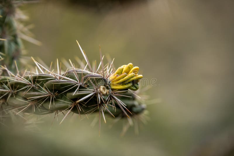 Yellow Tip of Chain Link Cholla Cactus Stock Image - Image of selective ...