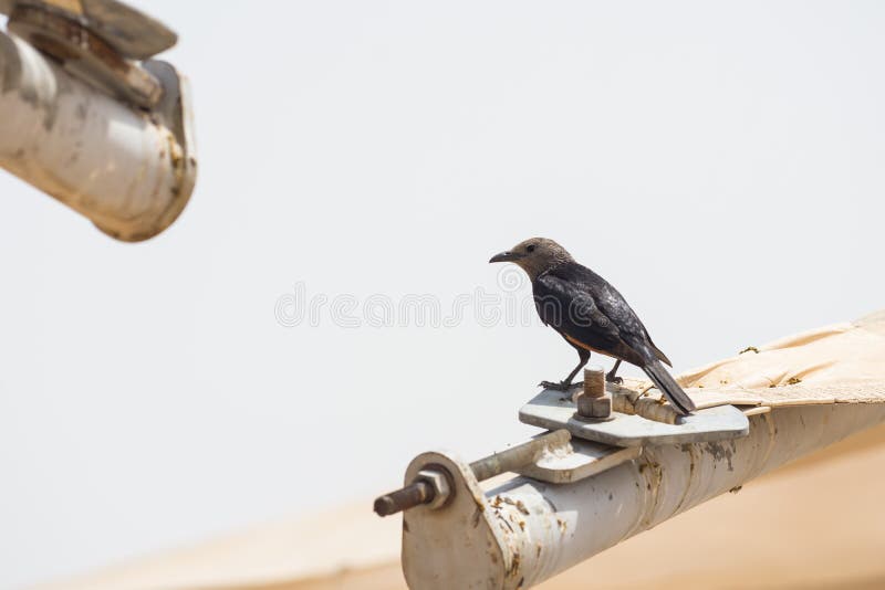 A yellow tip winged bird stock image. Image of bird, sparrow - 95177077