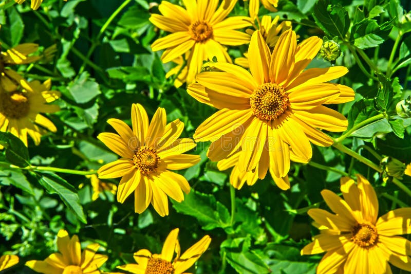 Yellow Tithonia Flowers in Nature. Stock Photo - Image of sunlight ...