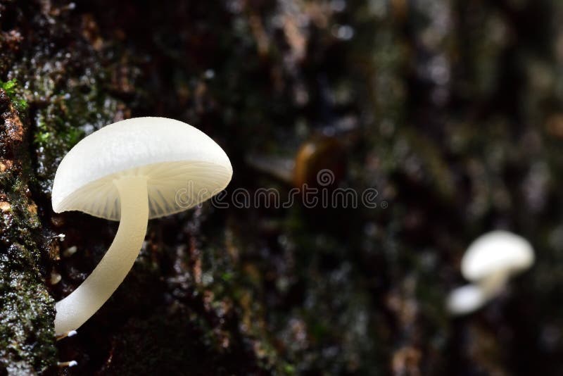 Yellow toad on clay pot stock image. Image of yellow - 125311467
