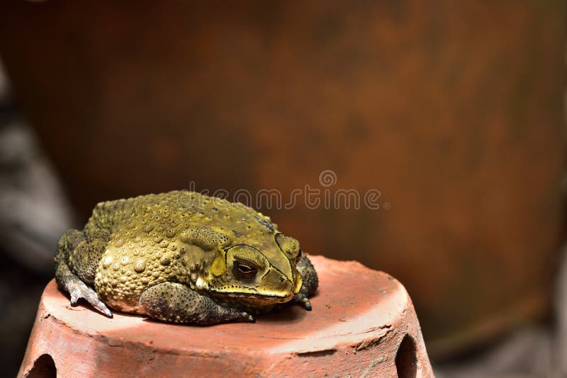 Upside Down Toad Stock Photos - Free & Royalty-Free Stock Photos from ...