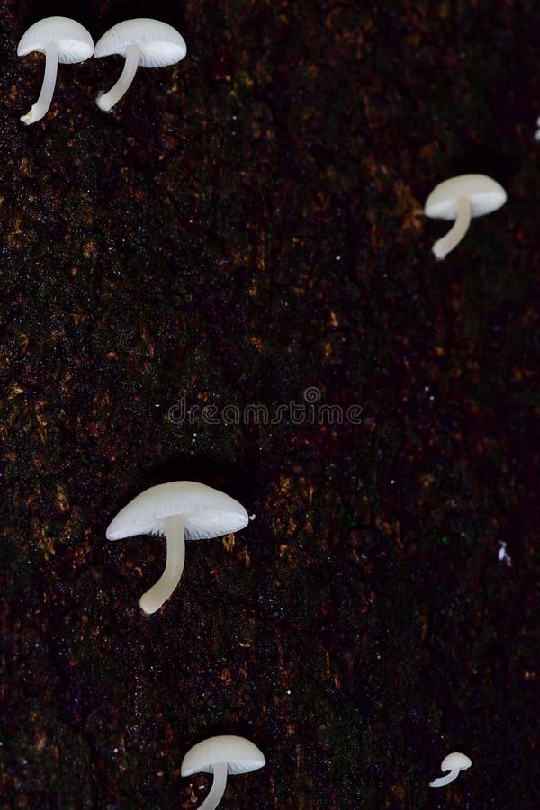 Yellow toad on clay pot stock image. Image of rough - 125311183