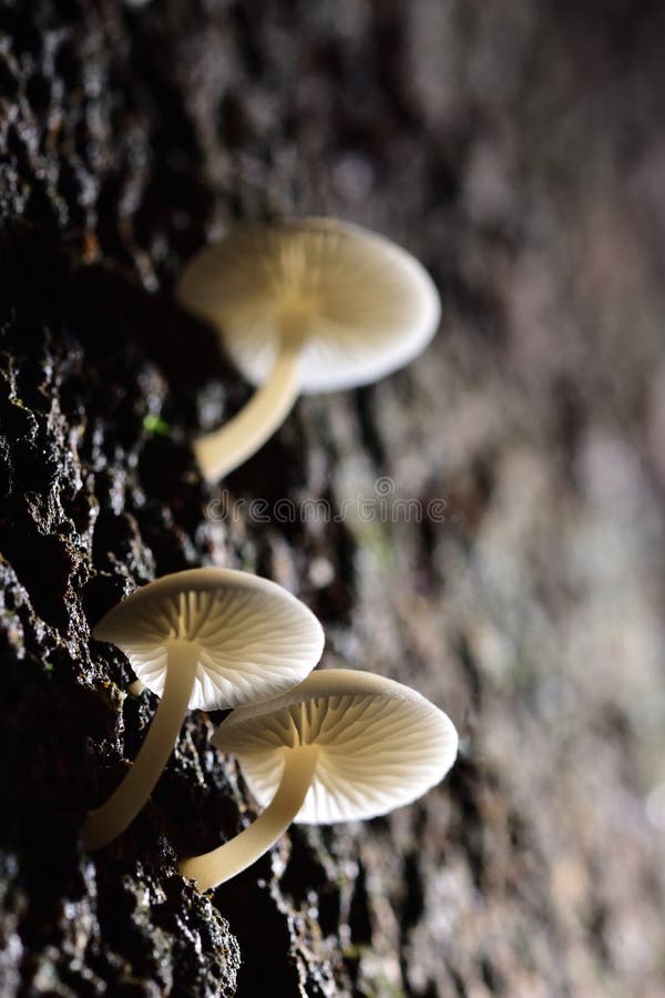 Yellow toad on clay pot stock photo. Image of yellow - 125311690