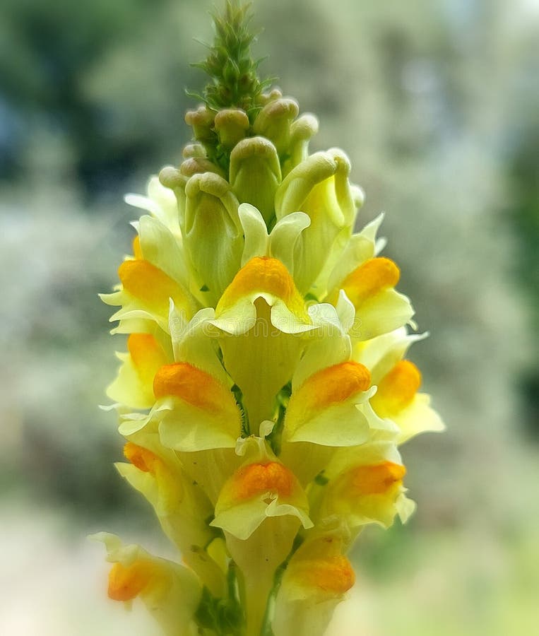 Yellow Toadflax (Linaria Vulgaris) Stock Image - Image of flaxweed ...