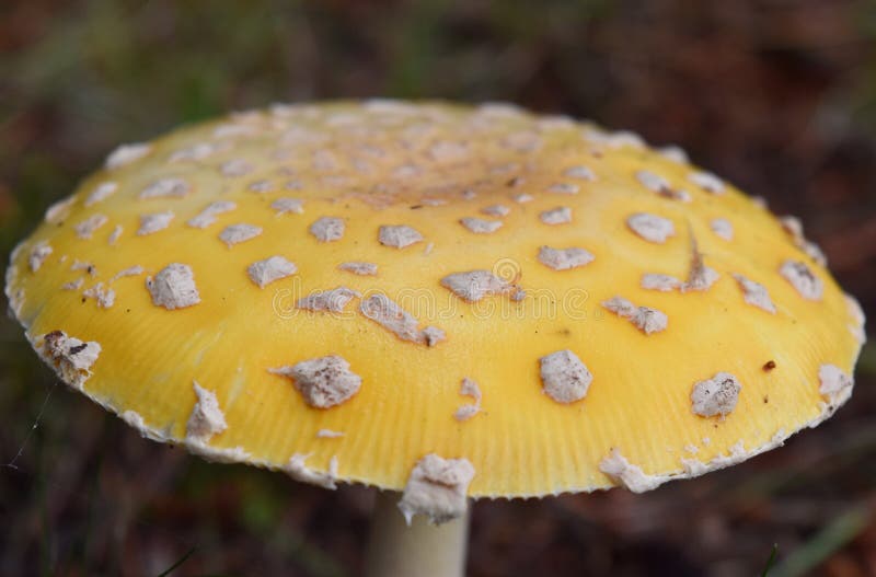 Yellow Toadstool on the Forest Floor Stock Photo - Image of fungus ...