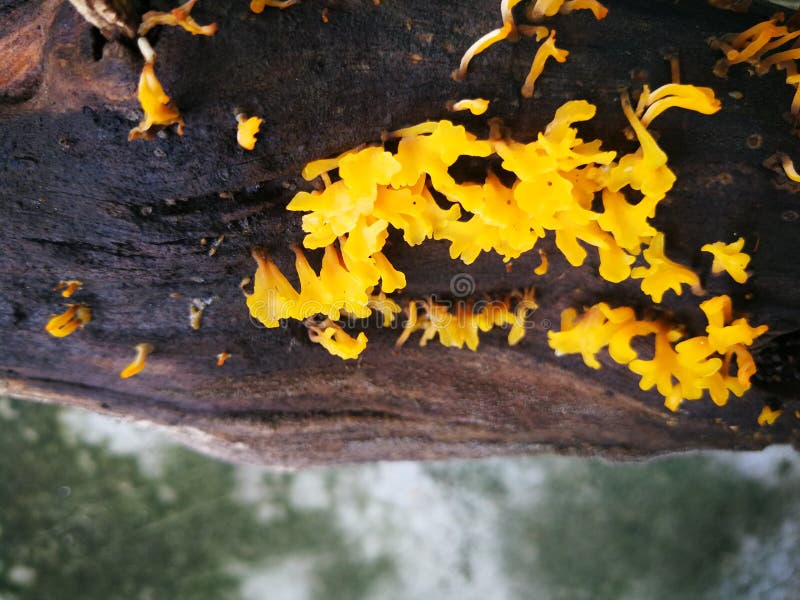 Yellow Toadstool Kingdom, Black Rotten Timber Stock Image - Image of ...