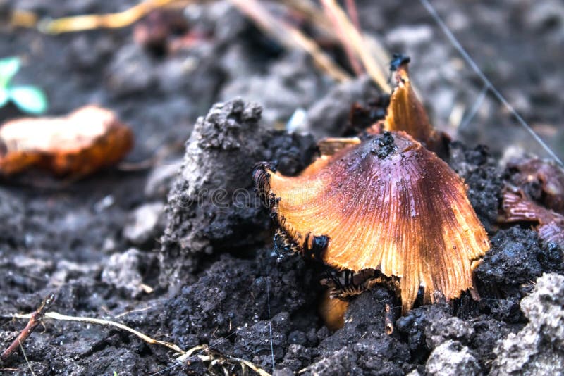 Yellow Toadstool Mushrooms on a Tree Stock Image - Image of flyagaric ...