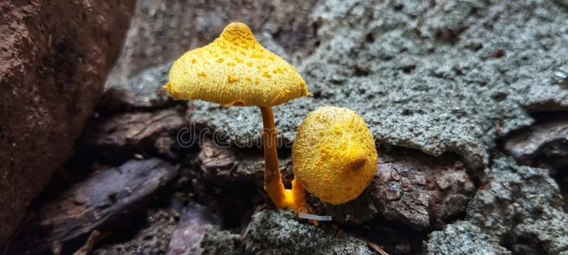 Yellow Toadstools Grow Under Dead Trees and between Rocks Stock Photo ...
