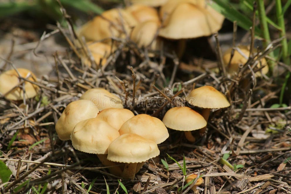 Yellow Toadstools Growing Low Stock Image - Image of decay, macro: 31346429