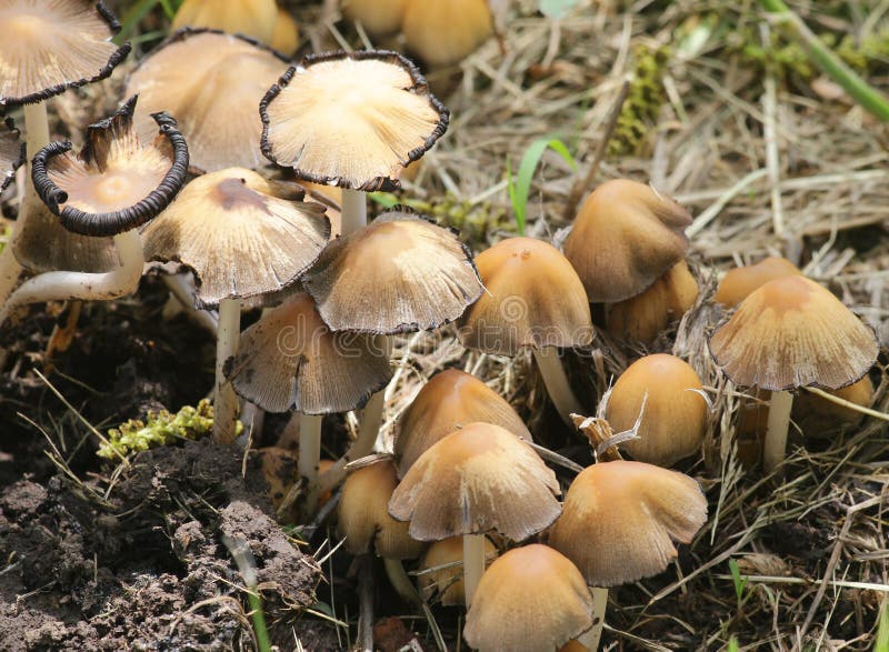 Yellow Toadstools stock photo. Image of grass, macro - 31346406