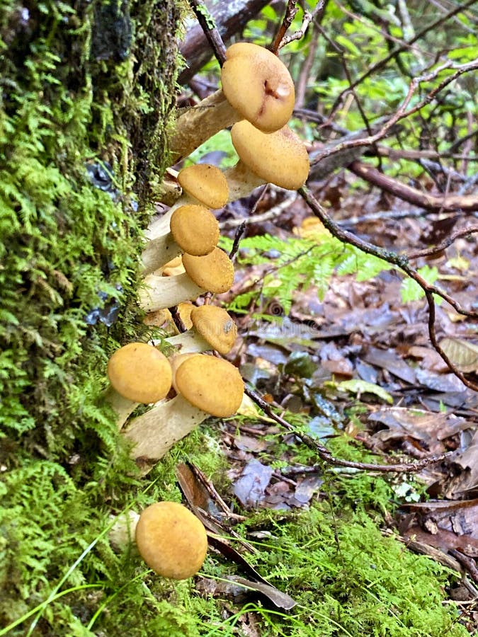 Yellow toadstools stock photo. Image of green, beautiful - 324229304