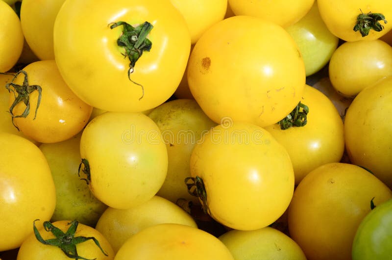 Yellow tomato stock photo. Image of drop, tree, salad - 51732610