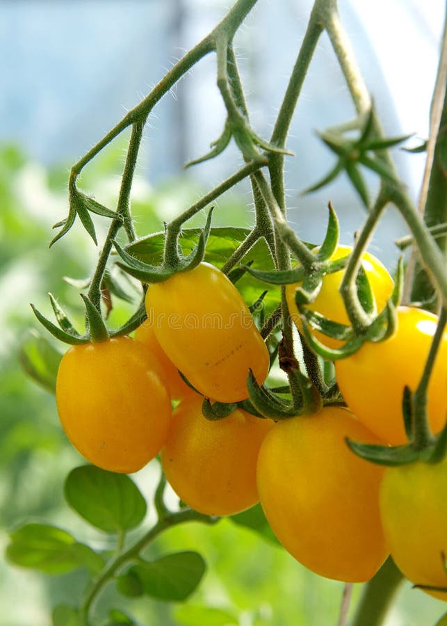 Organic Yellow Submarine Tomatoes Stock Photo - Image of ripe ...