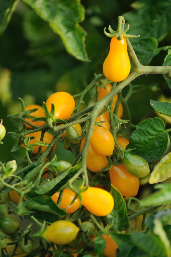 Yellow tomatoes stock photo. Image of agriculture, food - 27446004