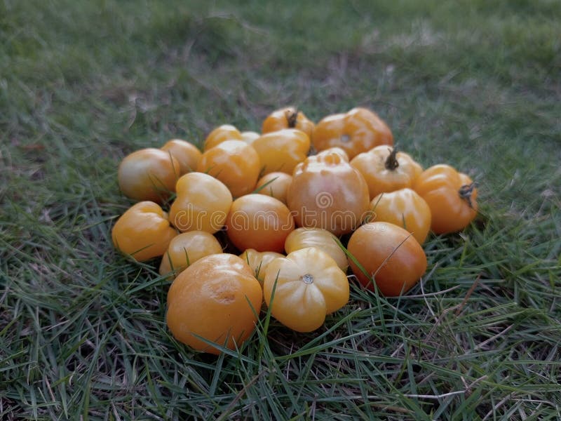 Yellow Tomatoes on a Green Grass Stock Image - Image of ghana, africa ...