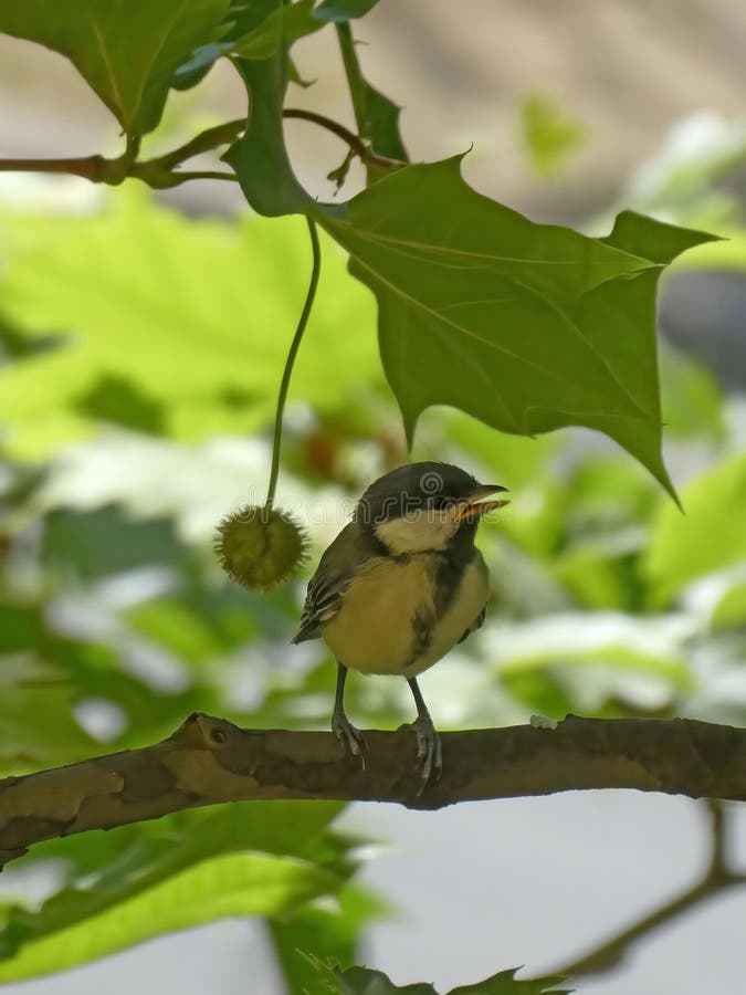 Tomtit Bird Isolated on White Stock Photo - Image of copyspace, little ...