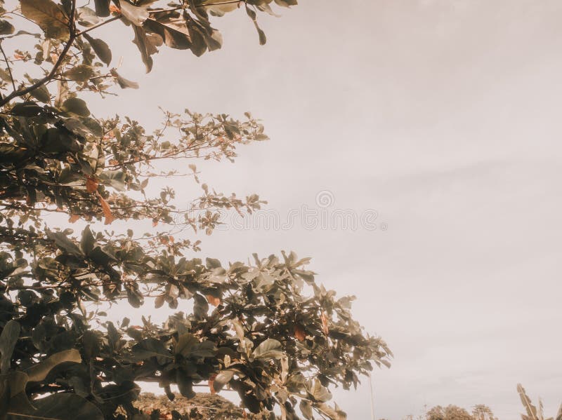 The yellow tone tree stock photo. Image of yellow, tone - 174272098