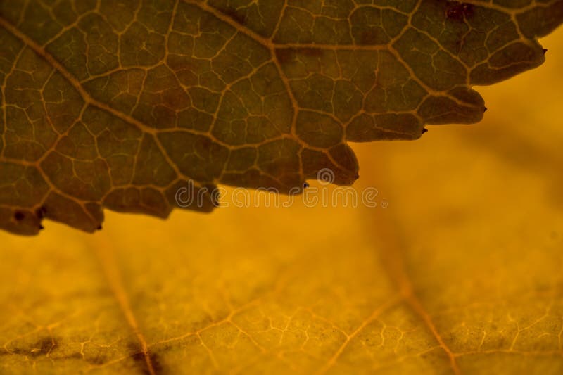 Yellow Toothed Leaf Blade with Horizontal Branching Details Stock Image ...