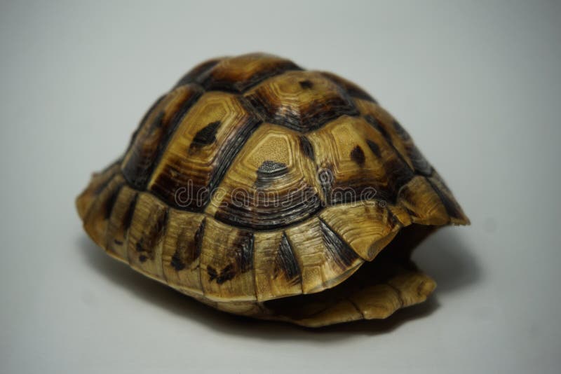 Yellow Tortoise Shell with Black Dots Stock Photo - Image of patterns ...