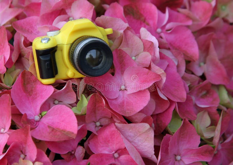 Yellow Toy Camera among the Big Pink Hydrangeas Stock Photo - Image of ...