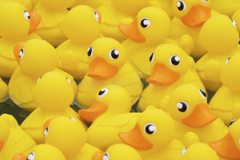 Toy Rubber Duck Floating in Swimming Pool Stock Photo - Image of funny ...