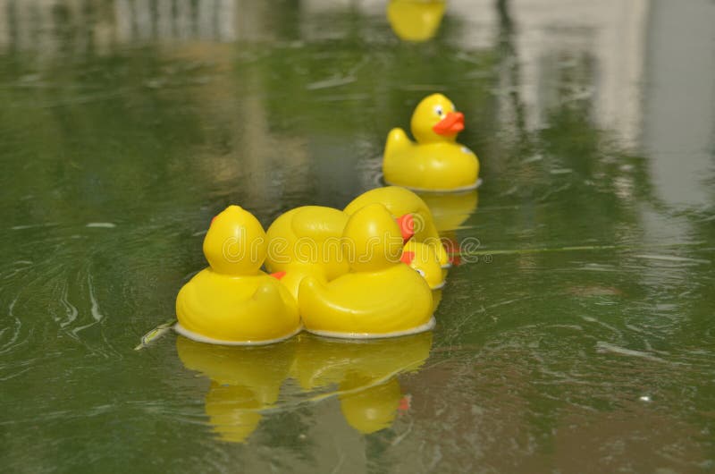 Yellow plastic ducks stock image. Image of floating, rubber - 21110757