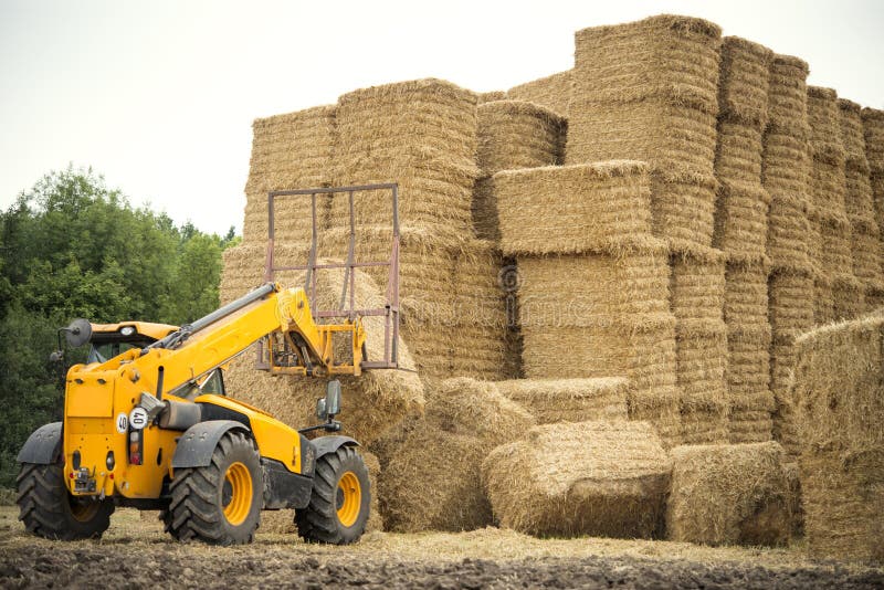 Tractor Stacks Bales of Hay on the Field Stock Image - Image of fall ...