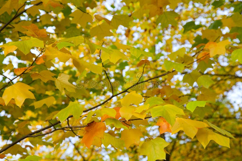 Yellow tree stock image. Image of color, background, autumn - 10515757