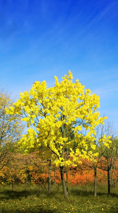 Yellow Tree in Autumn stock image. Image of leaves, color - 88279927