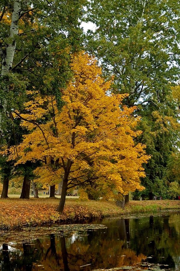 Yellow Tree in Autumn stock image. Image of leaves, color - 88279927