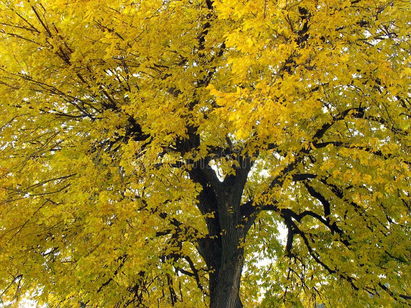 Yellow Tree stock image. Image of vibrant, tree, outdoors - 6222423