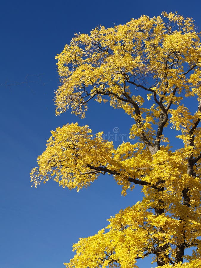 Yellow Tree in Autumn stock image. Image of leaves, color - 88279927